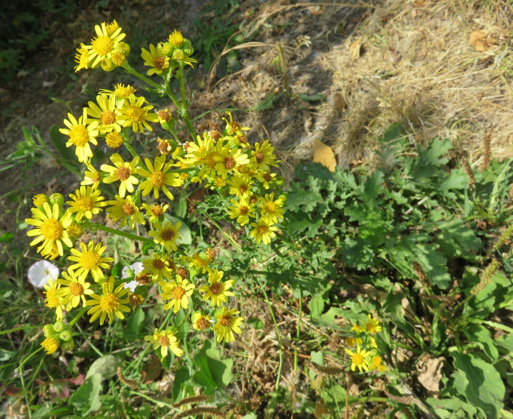 Jacobaea vulgaris, Séneçon jacobée, Poitiers Mérigotte