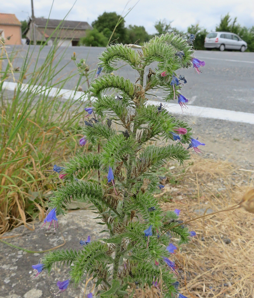 Sauvages du Poitou - Vipérine commune, la mellifère