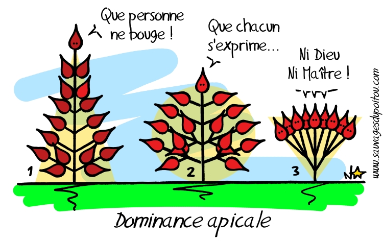 Sauvages du Poitou - Initiation à la botanique joyeuse!