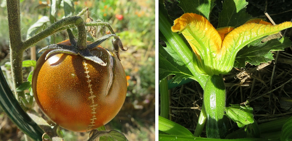 Sauvages du Poitou - Vocabulaire de la botanique (4): fleurs régulières