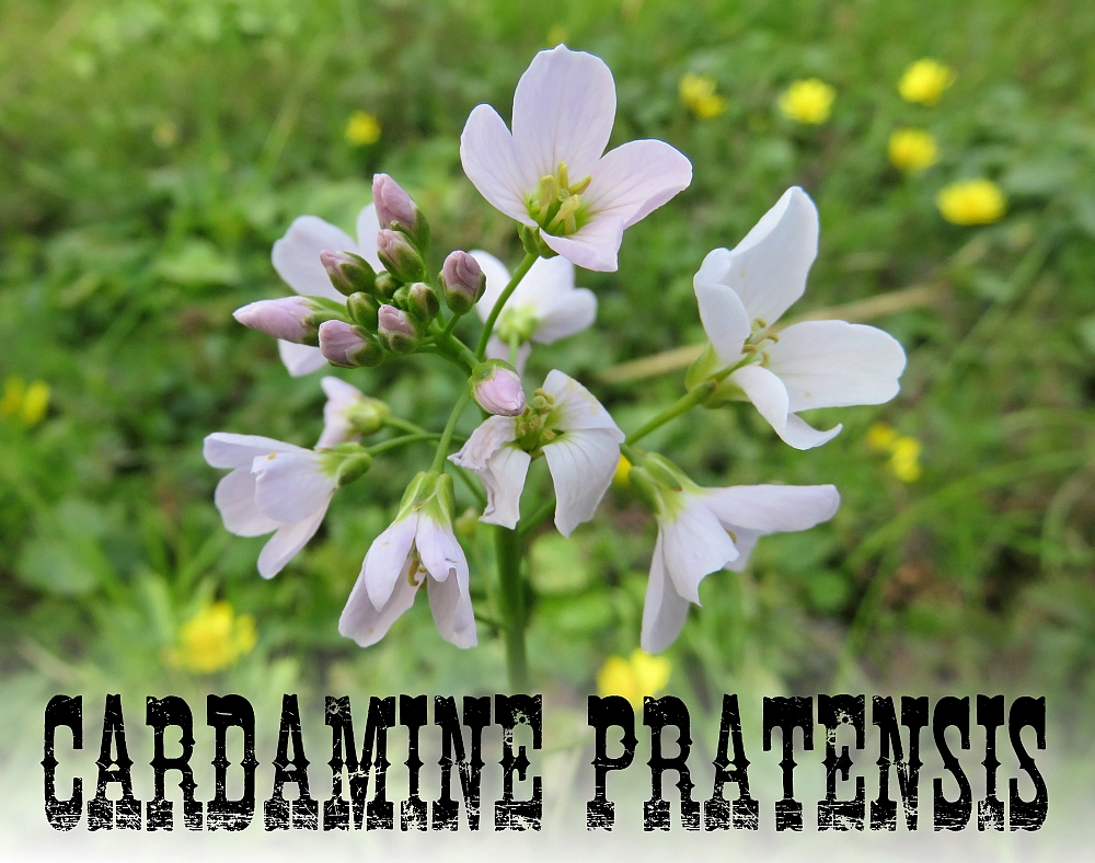 Sauvages du Poitou - Cardamine des prés, la piquante