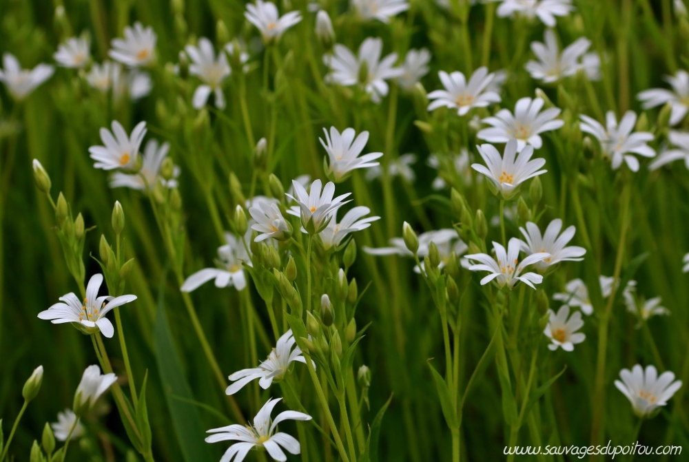 Sauvages du Poitou - Stellaire holostée, la chlorophylle sur les os