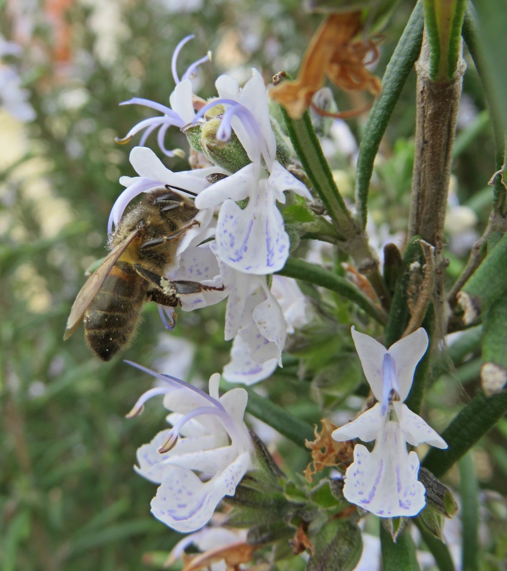 Sauvages du Poitou - Romarin officinal: on dirait le Sud...