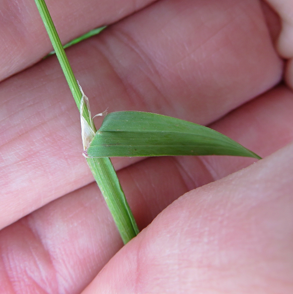 Sauvages du Poitou - Cours de botanique joyeuse!