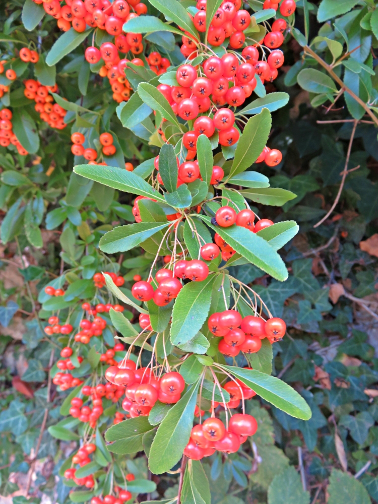 Sauvages du Poitou - Buisson ardent: allumer le feu!