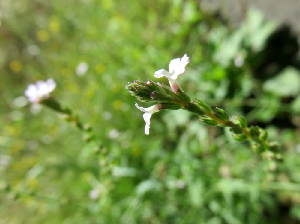 Sauvages du Poitou - Verveine officinale, la garante