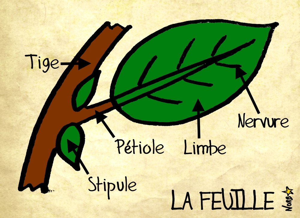 Sauvages du Poitou - Le vocabulaire de la botanique (2): nervures et ...