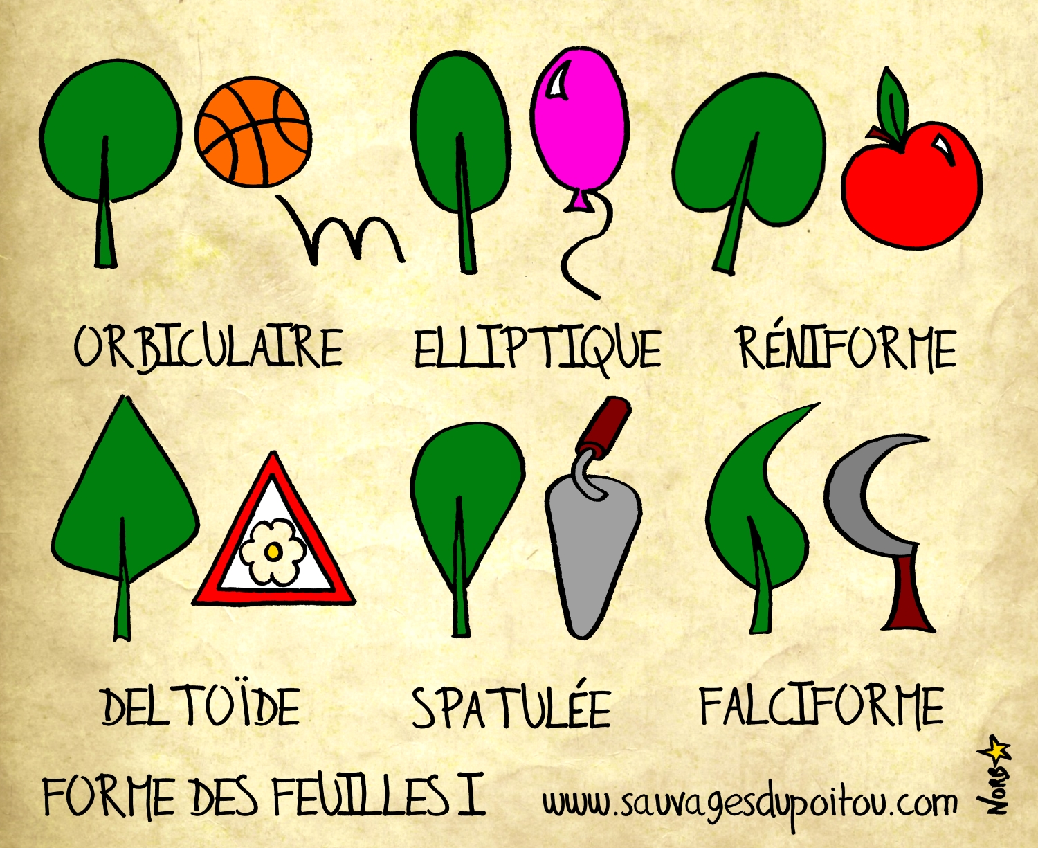 Sauvages du Poitou - Le vocabulaire de la botanique (1): feuilles simples