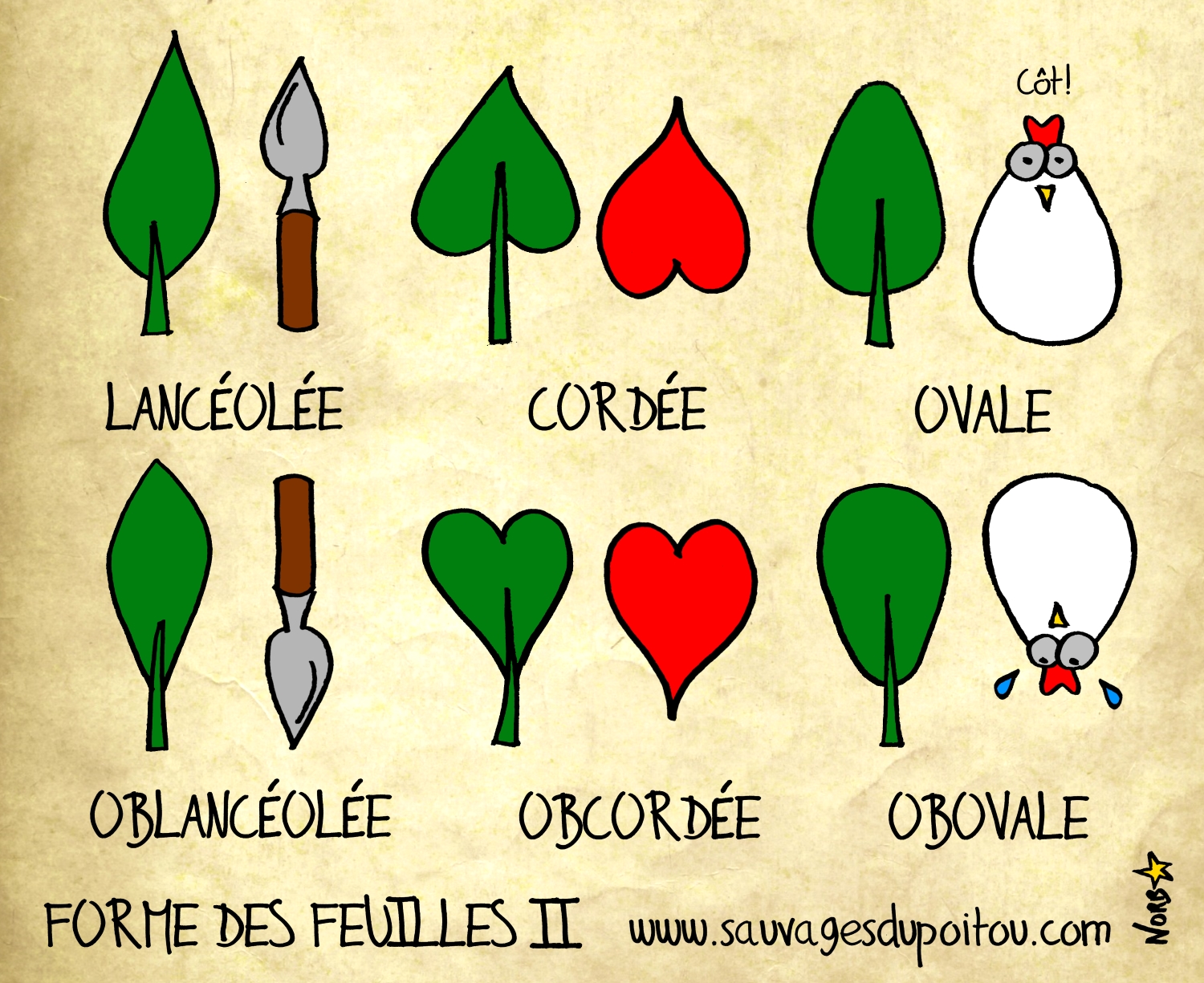 Sauvages du Poitou - Le vocabulaire de la botanique (1): feuilles simples