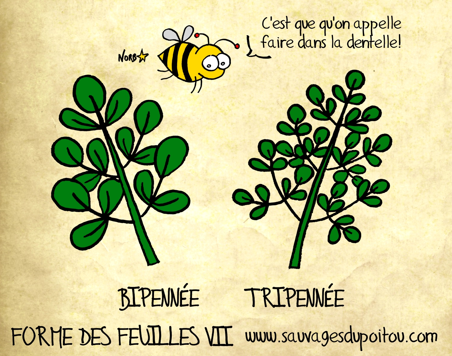 Sauvages du Poitou - Le vocabulaire de la botanique (2): nervures et ...